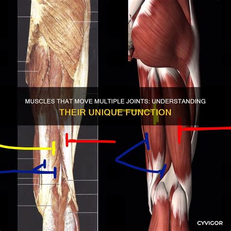 Muscles That Move Multiple Joints Understanding Their Unique Function