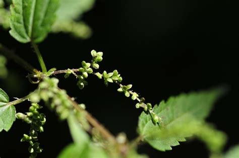 식물도감 가는잎쐐기풀