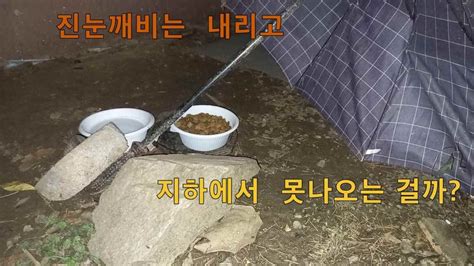 인형이가 지하에서 못나오는 걸까 밥먹으러 오지않고~길고양이브이로그 매일물갈아주기 위생관리 Youtube
