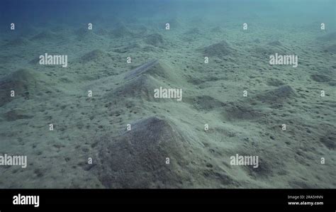 Sandy Silty Bottom Covered With Sand Hills Camera Moving Forwards Above Seabed Natural