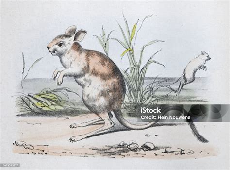 Jerboa Vintage Color Illustration Stock Illustration Download Image Now 19th Century 19th