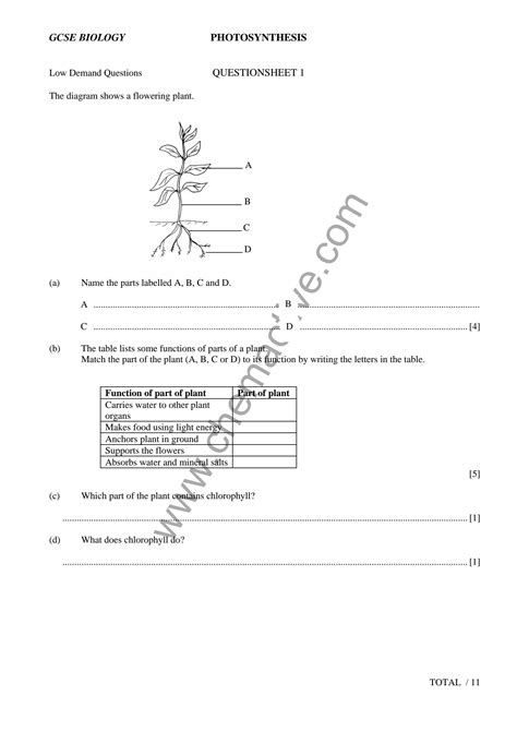 Solution Photosynthesis Questions And Answers Exercise Studypool