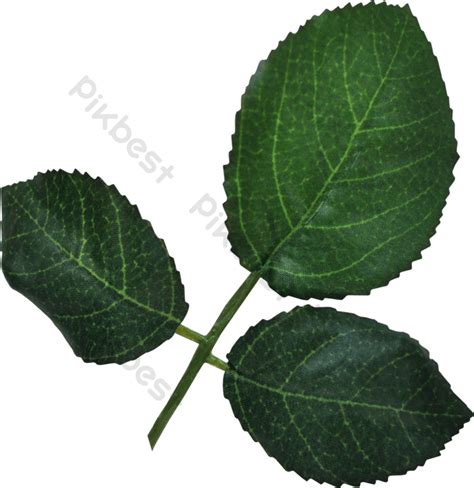 Decorative Tree Leaves Original Border For Design PNG Images PNG Free Download Pikbest