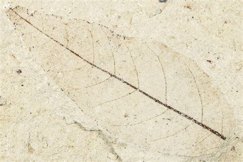 205 Fossil Leaf France 254345 For Sale