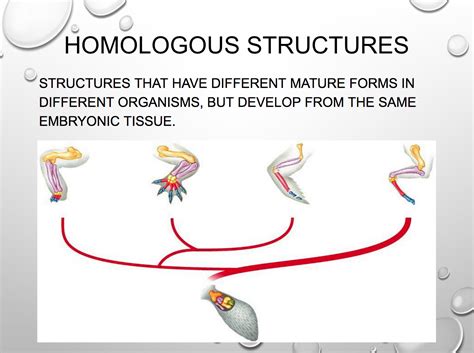 Homologous Structures