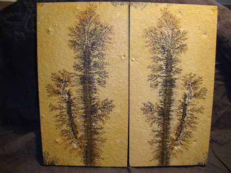 3 Pieces Of Manganese And Iron Dendrites 28 X 30 X 1 8 Cm Catawiki