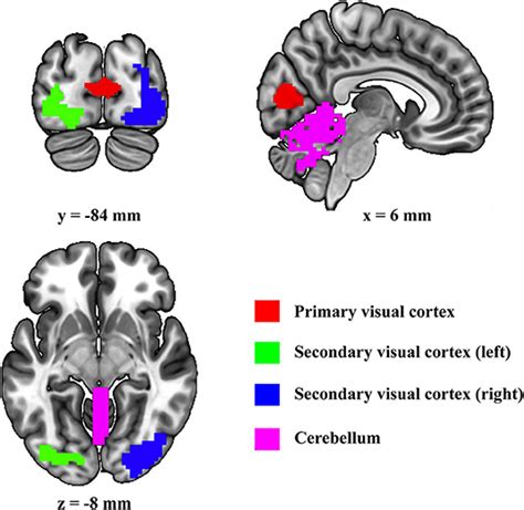 Secondary Visual Cortex