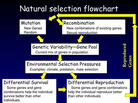 Ppt Natural Selection And Evolution Powerpoint Presentation Free