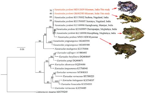 bayesian inference bi tree derived from the mitochondrial 16s rrna