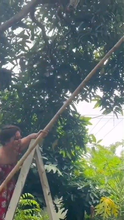 විනූ හිනාවෙවී අඹ කඩන විදිය බලන්නකෝ 🙏🤗🔥 Youtube