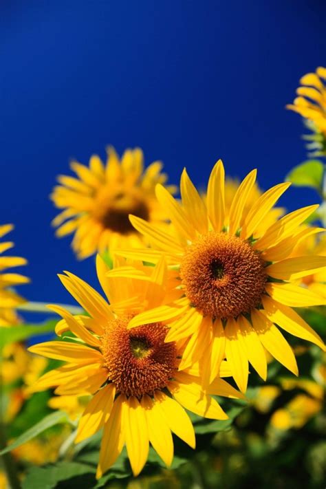 해바라기 사진해바라기 그림이쁜해바라기사진 모음 네이버 블로그