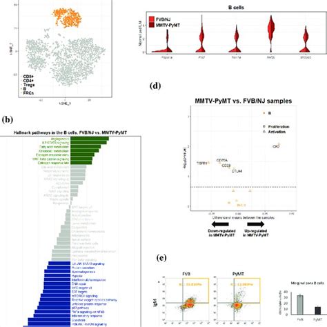Differential Transcriptomic Analysis Of B Cells Between The Fvb Nj And Download Scientific