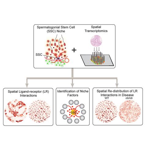 dissecting the spermatogonial stem cell niche using spatial transcriptomics cell reports