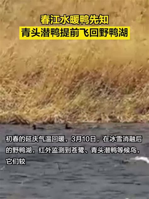 春江水暖鸭先知延庆青头潜鸭提前飞回野鸭湖 手机新浪网