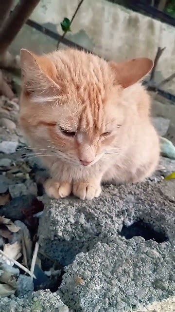 Милый рыжий котик кошки россия путешествия Shorts Youtube