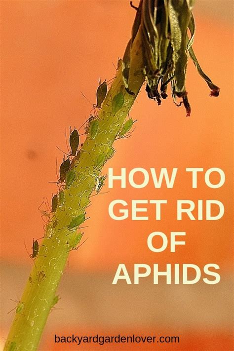 How To Get Rid Of Aphids In Your Garden And Indoors