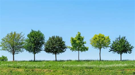 Understanding The Lifespan Of Different Tree Species Rennie Bros Tree Services