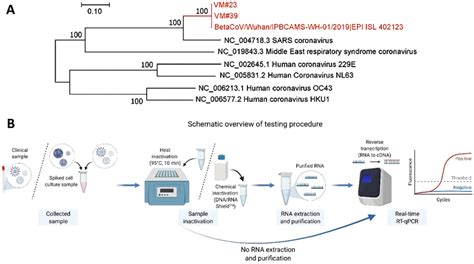 Phylogenetic Tree Of Sars Cov 2 S And Other Pathogenic Covs And Process Download Scientific