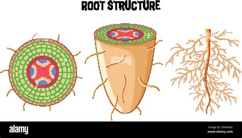 Label The Zones And Structures On The Diagram Of A Typical Root At Dayna Barker Blog