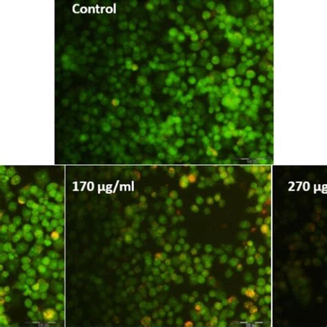 Ao Pi Staining Various Concentrations Of L Lnps Cf 70 170 And Download Scientific Diagram