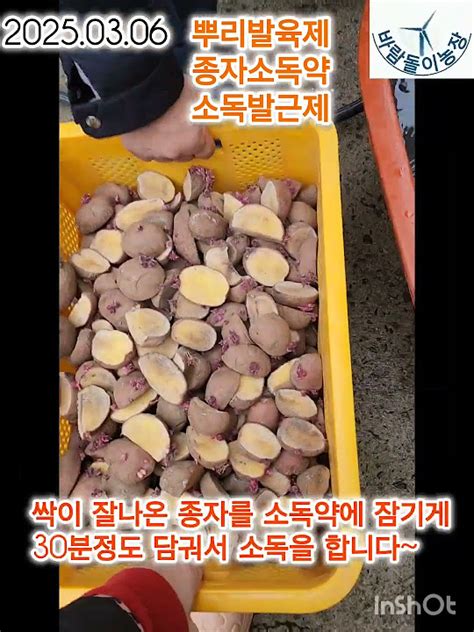 씨감자 소독하기~바람돌이농장 씨감자 감자종자 감자심기 씨감자싹틔우기 홍감자 두백감자 홍산마늘 고구마 로제