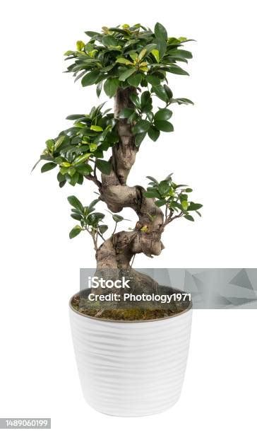 흰색 배경에 화분에 심은 Ficus Microcarpa 나무 무화과 나무에 대한 스톡 사진 및 기타 이미지 무화과 나무 0명 꽃꽂이 Istock