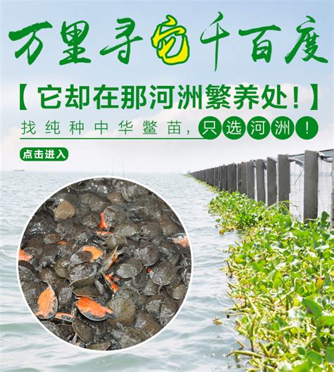 仿生态甲鱼野生甲鱼外塘甲鱼甲鱼批发甲鱼团购 洞庭湖放养甲鱼 自然六优好鳖