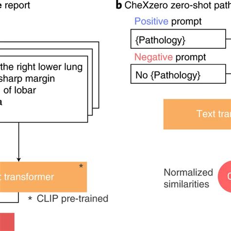 The Self Supervised Model Classifies Pathologies Without Training On