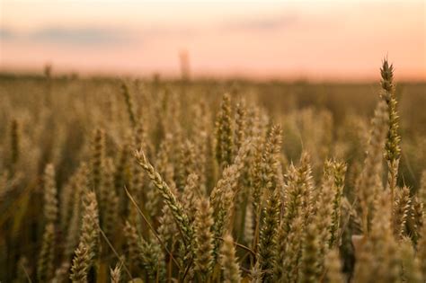 밀 밭 필드에 밀의 황금 귀 초원 밀 필드의 숙성 귀의 배경 풍부한 수확 천연 제품의 농업 가을에 대한 스톡 사진 및 기타 이미지 Istock