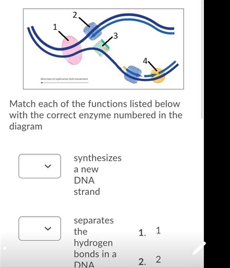 Solved 2 3 Direction Of Replication Fork Movement Match