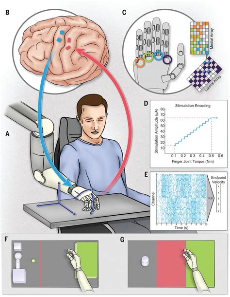 a brain computer interface that evokes tactile sensations improves
