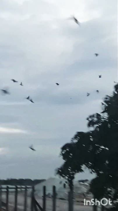 Watch Still To End බලන්න කුරුලු ගෙදරක් මේ Birds Flying Subscribe Birdhose Youtube