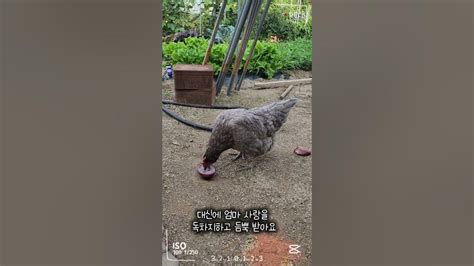 속이 까맣게 타버린 꼬순이 자색양파로 마음달래는중 Shorts Cute 반려닭 Youtube