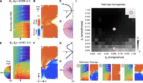 The Dependency Between The Developed Retinotopy And The Modeling Download Scientific Diagram