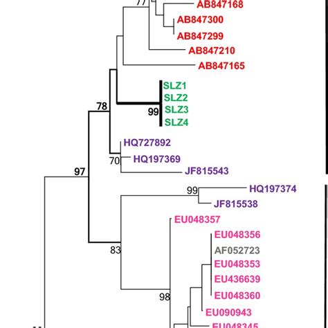 Unrooted Phylogenetic Tree Based On Neighbor Joining And Kimura 2 Model Download Scientific