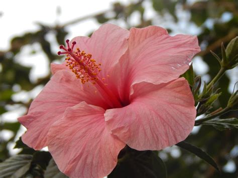 Ibisco 핑크색 핑크 꽃 분홍색 Pixabay의 무료 사진 Pixabay