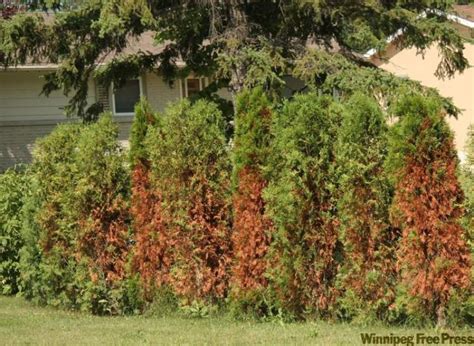 Evergreen Tree Diseases Treatment