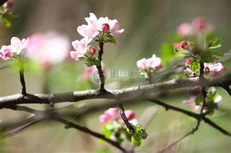 春天开花的果园分枝盛开的果园树和风信子花春天背景阳光下的春天果园春天的花田背景花卉图高清图片下载 正版图片505207888 摄图网