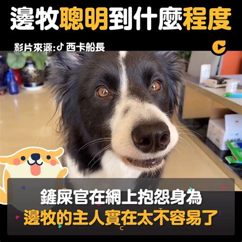 邊牧嫌棄主人腳臭 邊牧嫌棄主人腳臭 成精啦 智商真的很高 只學一遍就能記住單詞