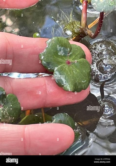 Floating Marsh Pennywort Hydrocotyle Ranunculoides Stock Photo Alamy