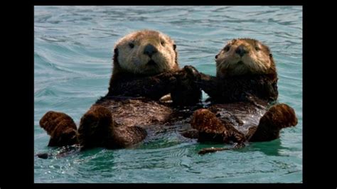 Adobe Dreamweaver Tutoriel 14 Menu Vertical 1e Partie Youtube