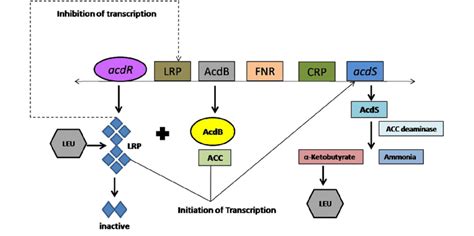 The Transcription Regulation Of AcdS Gene Expression In Pseudomonas Download Scientific Diagram