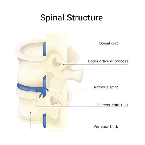 인간의 척추 벡터의 해부학 구조 프리미엄 벡터