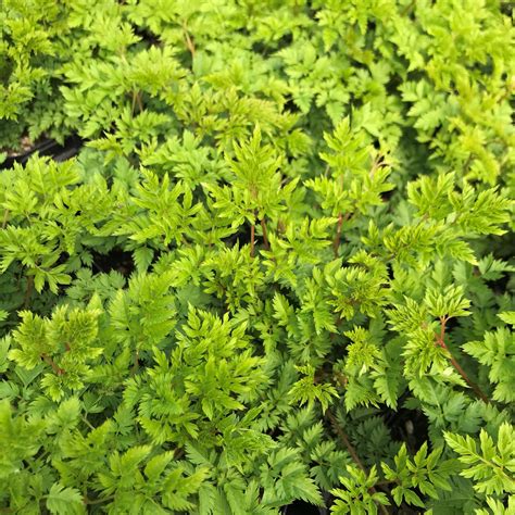 Photo 74849 Aruncus Aethusifolius Plant Lust