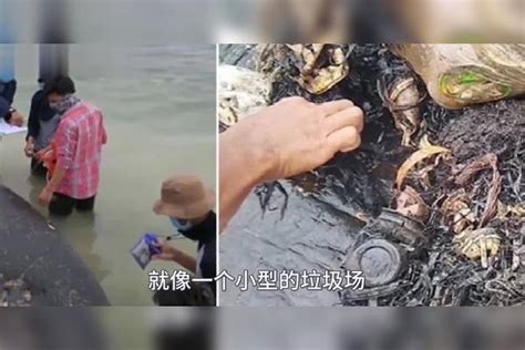 看哭了！鲸鱼搁浅沙滩死亡，肚子里全是塑料垃圾！肚子死亡沙滩
