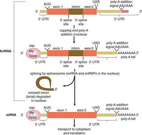 Posttranscriptional Processing Hnrna To Mrna Posttranscriptional Processing Hnrna To Mrna