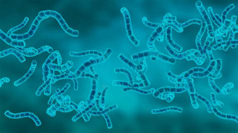 10 Actinomycete Foto Stok Potret And Gambar Bebas Royalti Istock