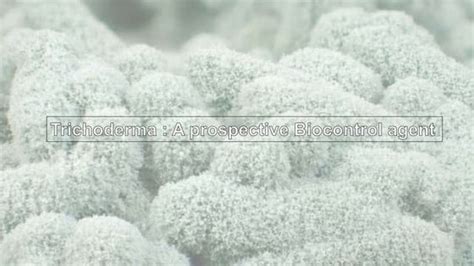 Trichoderma Agriculture Related Trio Pdf