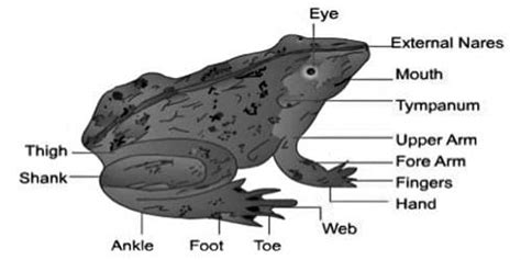 External Morphology Of Toad QS Study