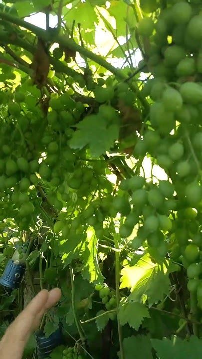 ხეივნისთვის შემზადებული ვაზი Youtube